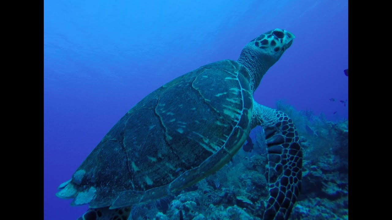 Diving Turtle Reef - Grand Cayman - YouTube