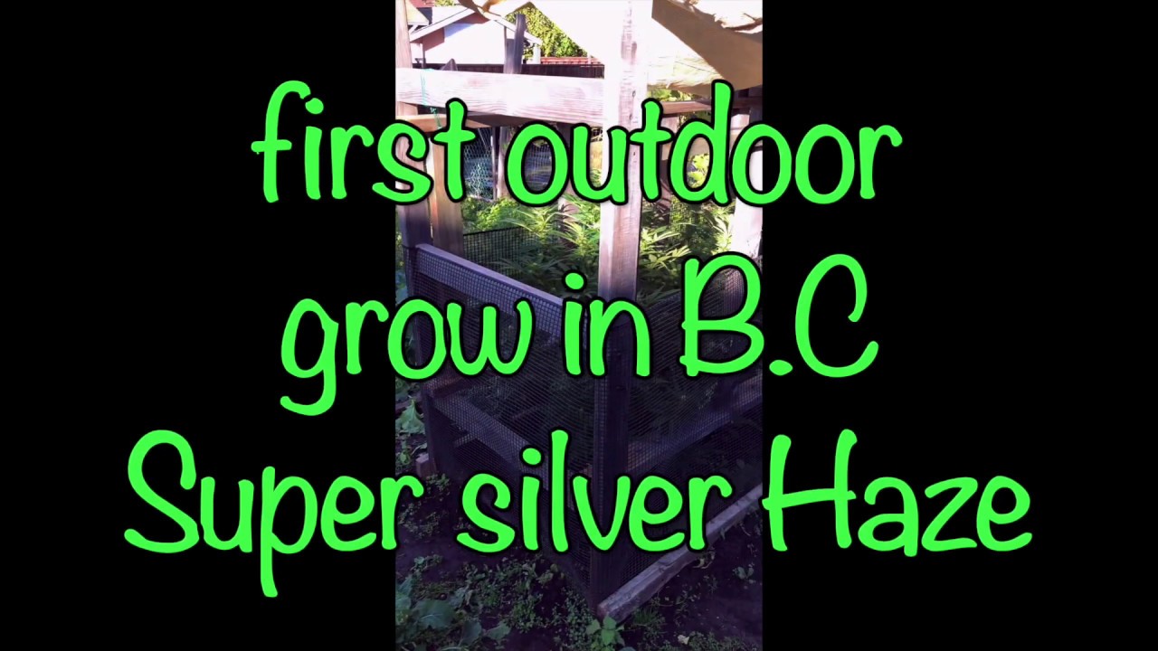 First Legal outdoor grow Vancouver Canada, Super silver Haze - YouTube