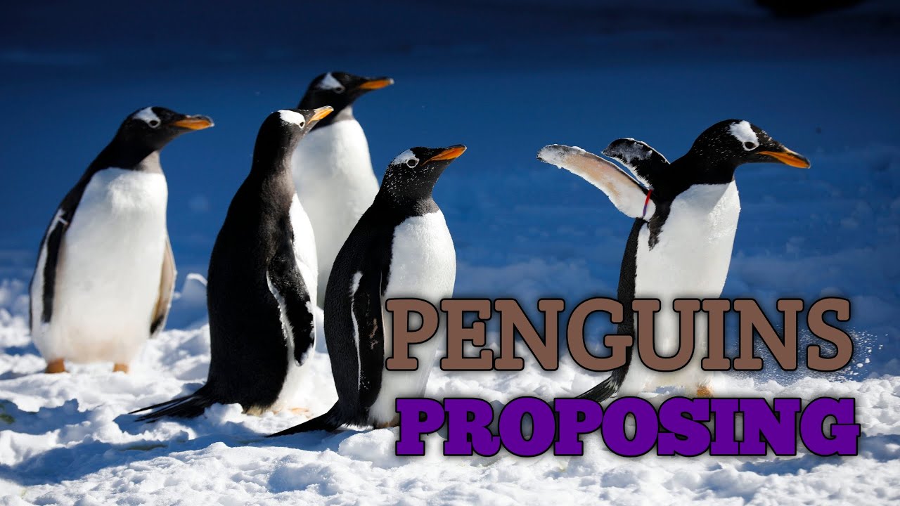 How Penguins Propose with Pebbles! The Adorable Courtship Ritual ...