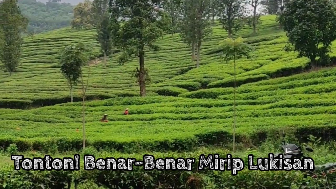 Pemandangan Indah Seperti Lukisan, Kebun Teh Belakang Pabrik Bukanagara ...