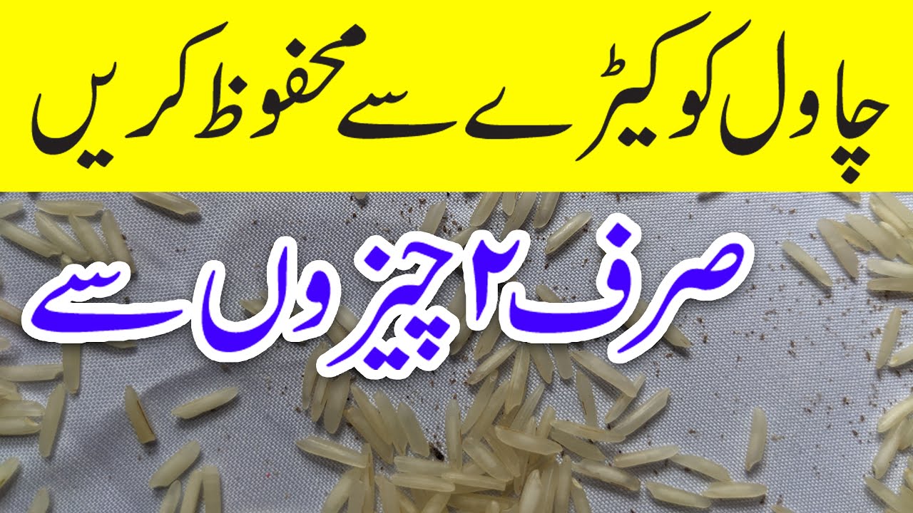 How to Save Rice | Chawal ko keray se bachain | Susri Insect in Rice ...