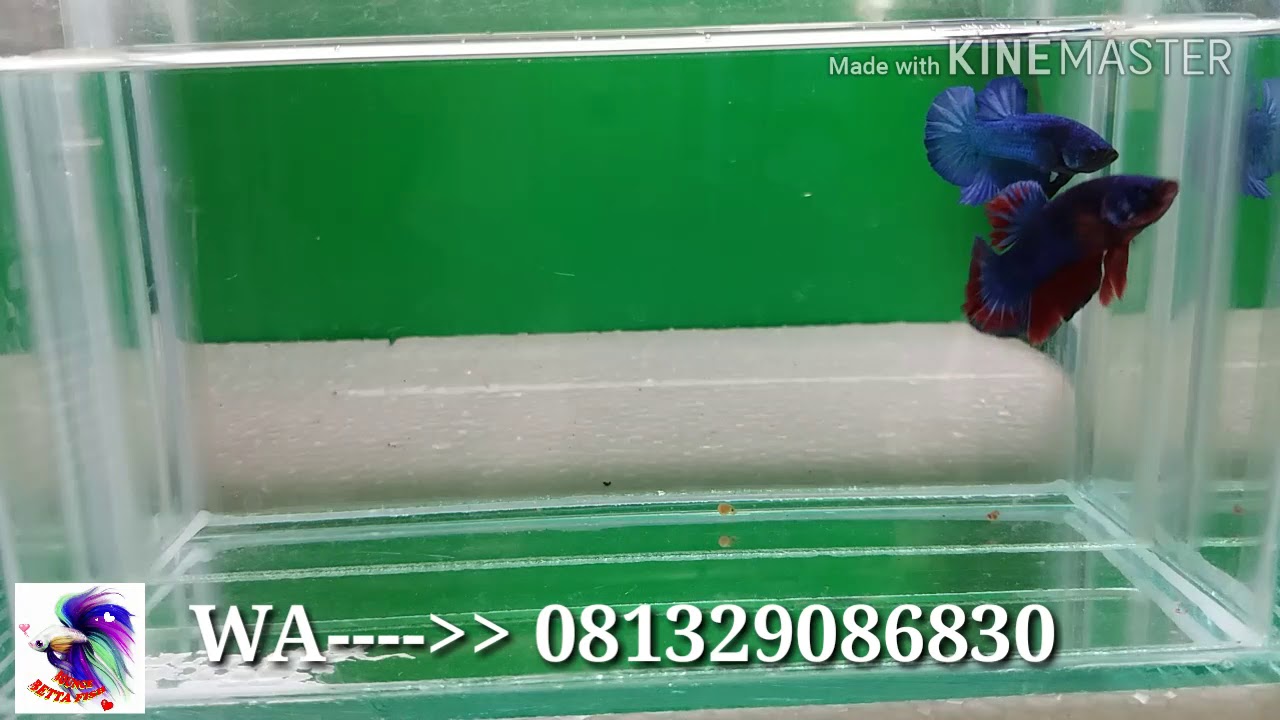 IKAN CUP-CUP PANGGGG - YouTube