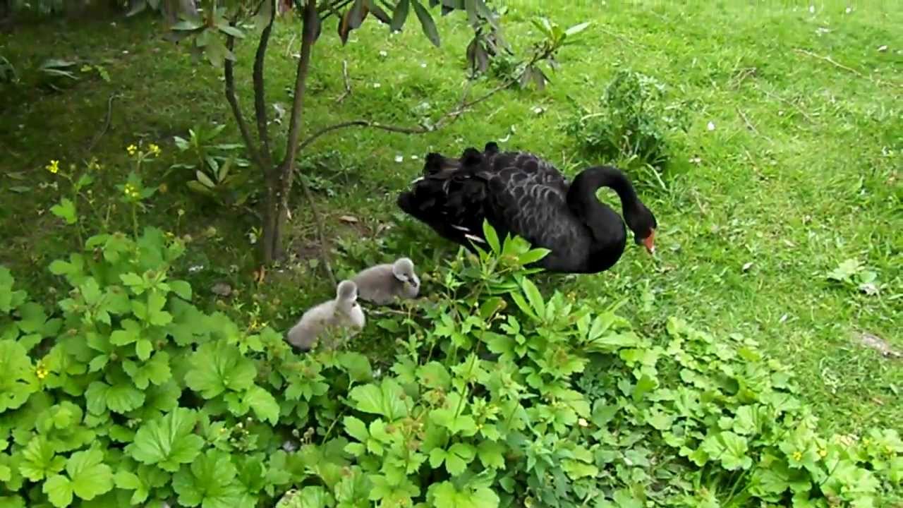 Black swan, growing up, op pad. - YouTube