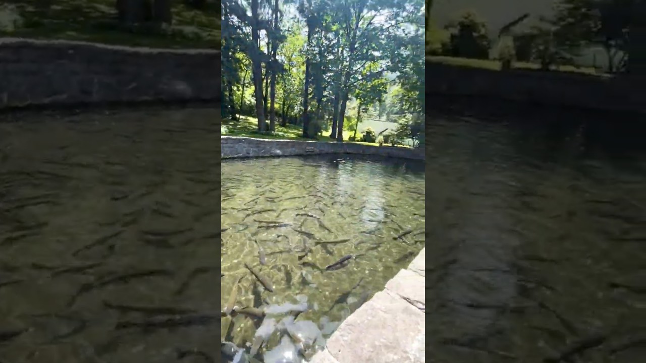 Bonneville Fish Hatchery, OREGON - YouTube