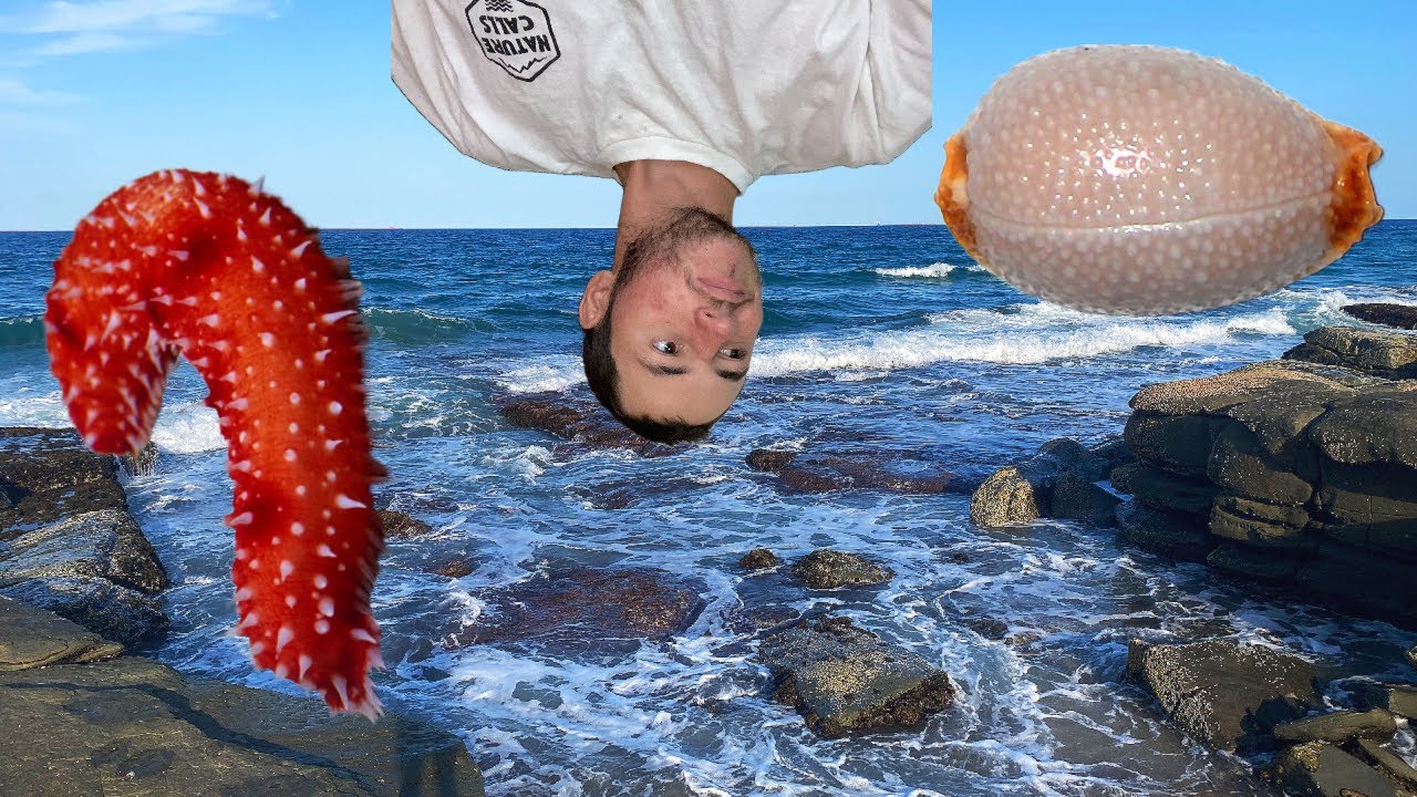 IS THIS SEA ANIMAL DEADLY!? SEA CUCUMBERS, LIVE COWRY SHELLS, HOW TO ...