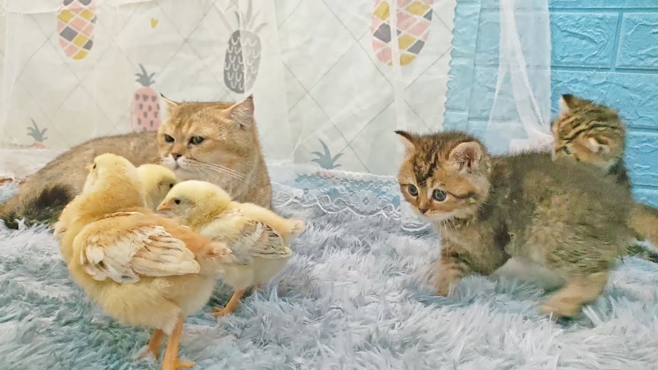 Eli And Two Kittens Play Naughty With The Chicks Youtube