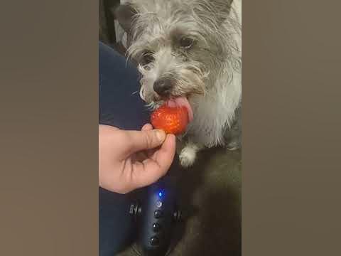 ASMR Dog Licking Strawberry Sounds 🍓 - YouTube
