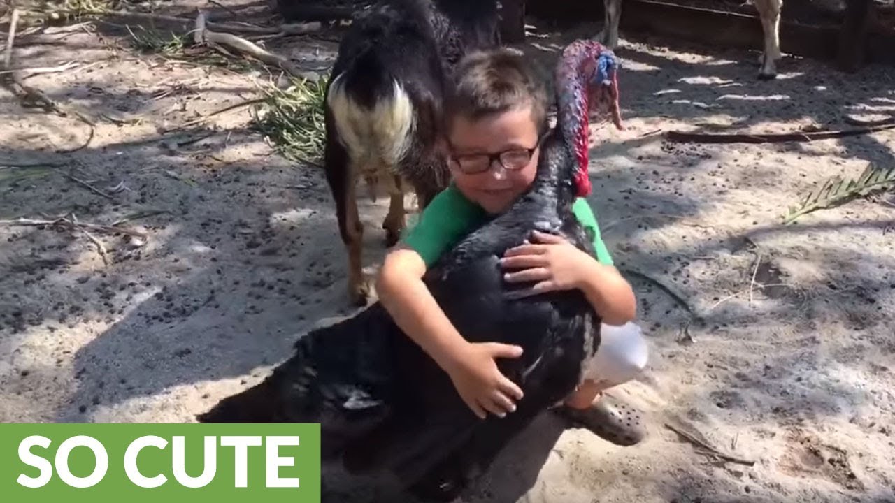 Incredible friendly turkey loves hugging little boy - YouTube