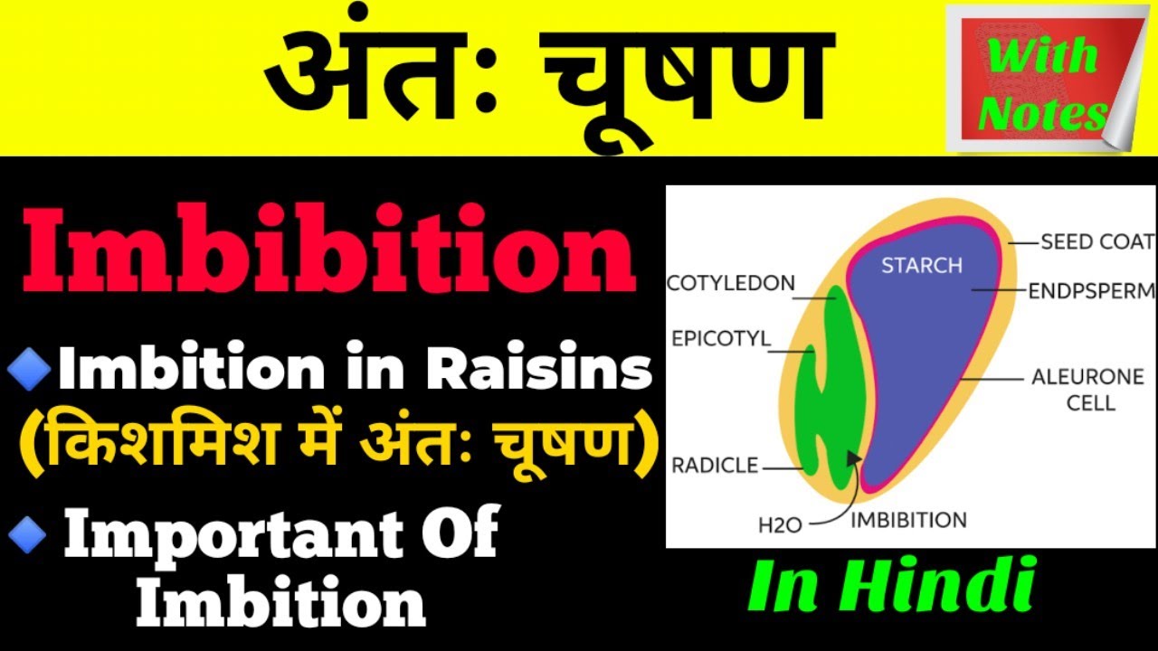 अंतः चूषण(Imbibition)In Hindi|All about Imbition|Botany Adda|For 11th ...