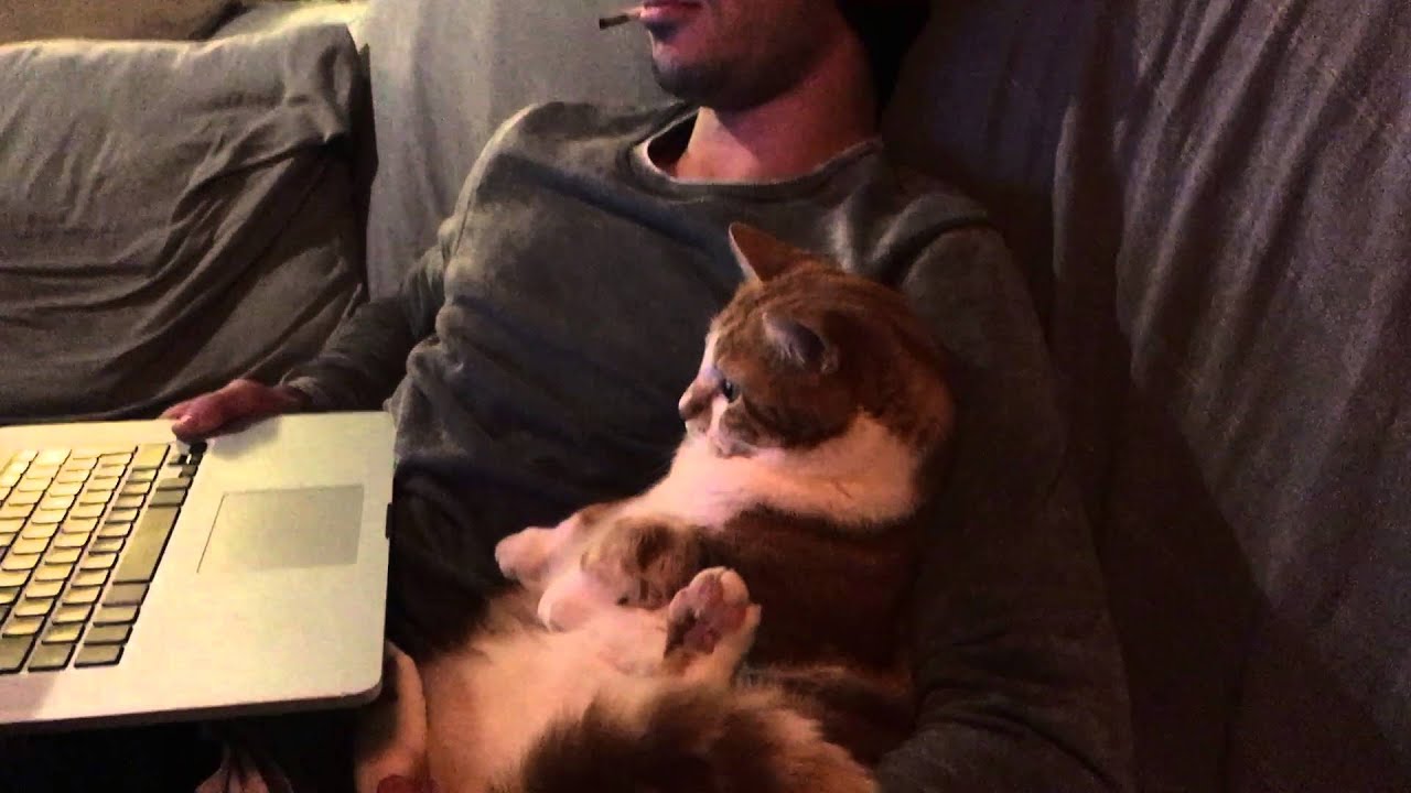 Cat doing twerk for the week end - YouTube