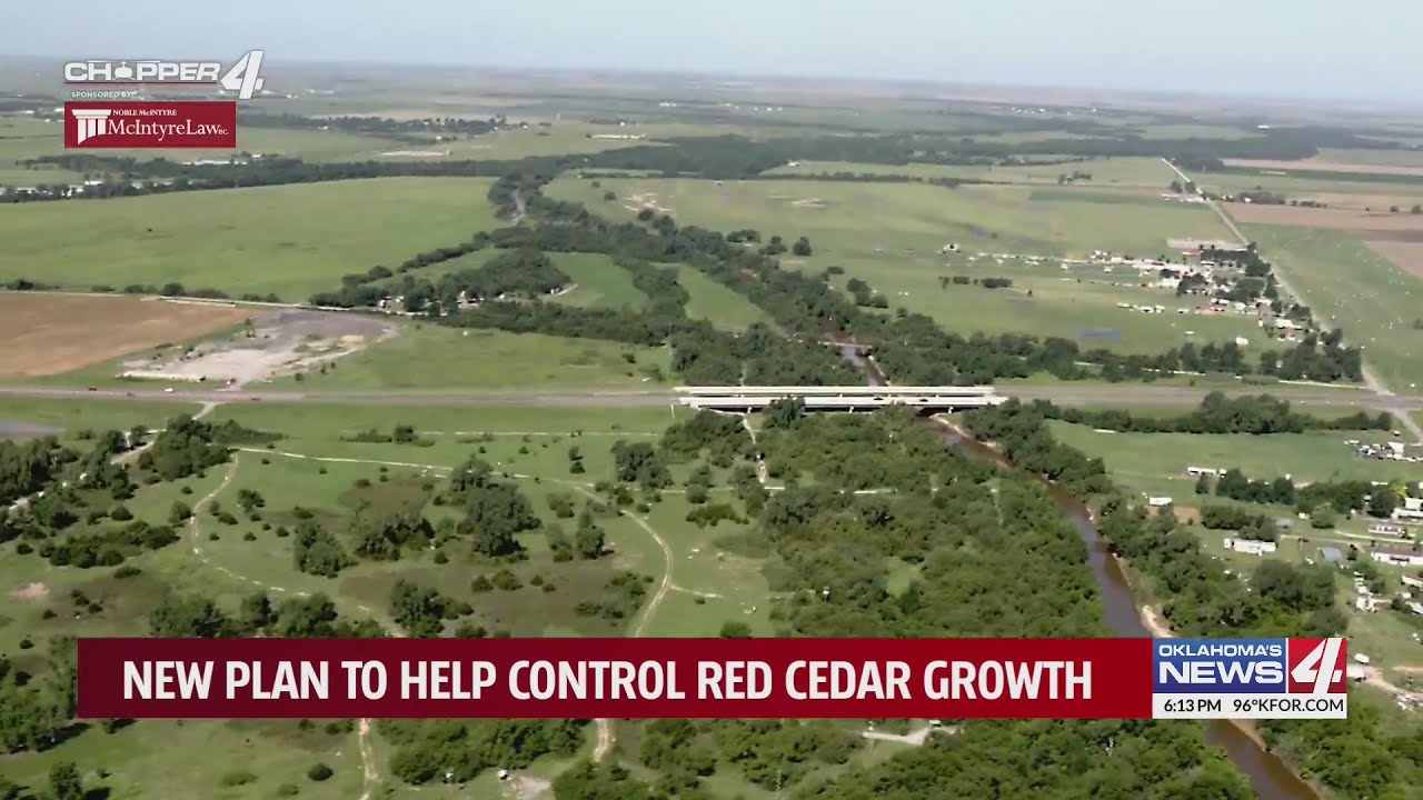 New plan to help control red cedar growth - YouTube