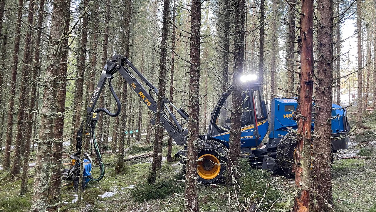 This is how forestry thinning can help the forest and wildlife! - YouTube