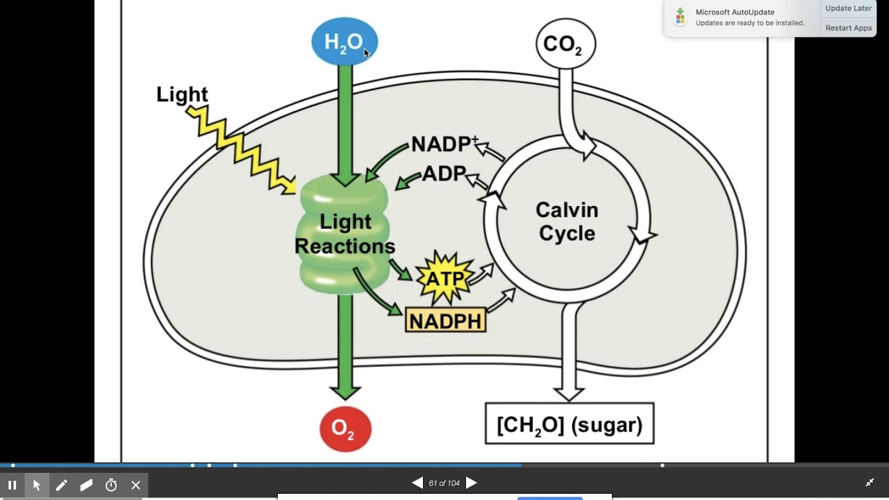 Photosynthesis 8.2 - Linear Electron Flow - YouTube