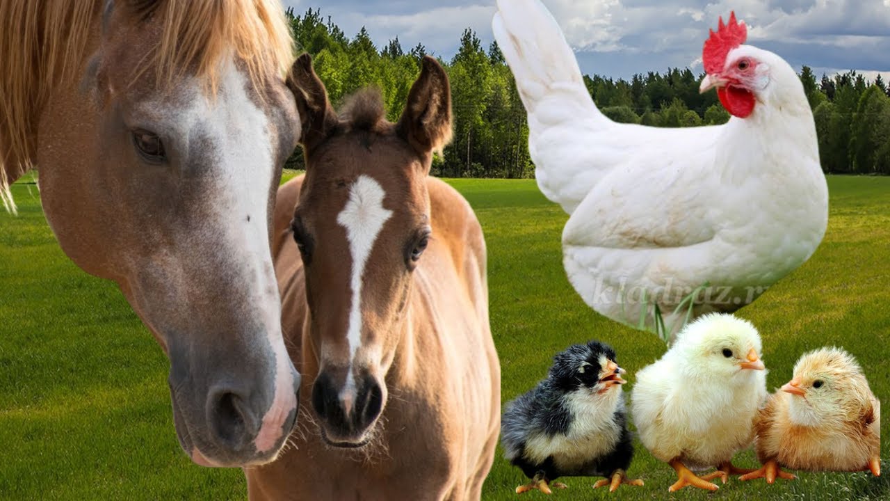 FARM ANIMALS | Wild animal sounds - YouTube