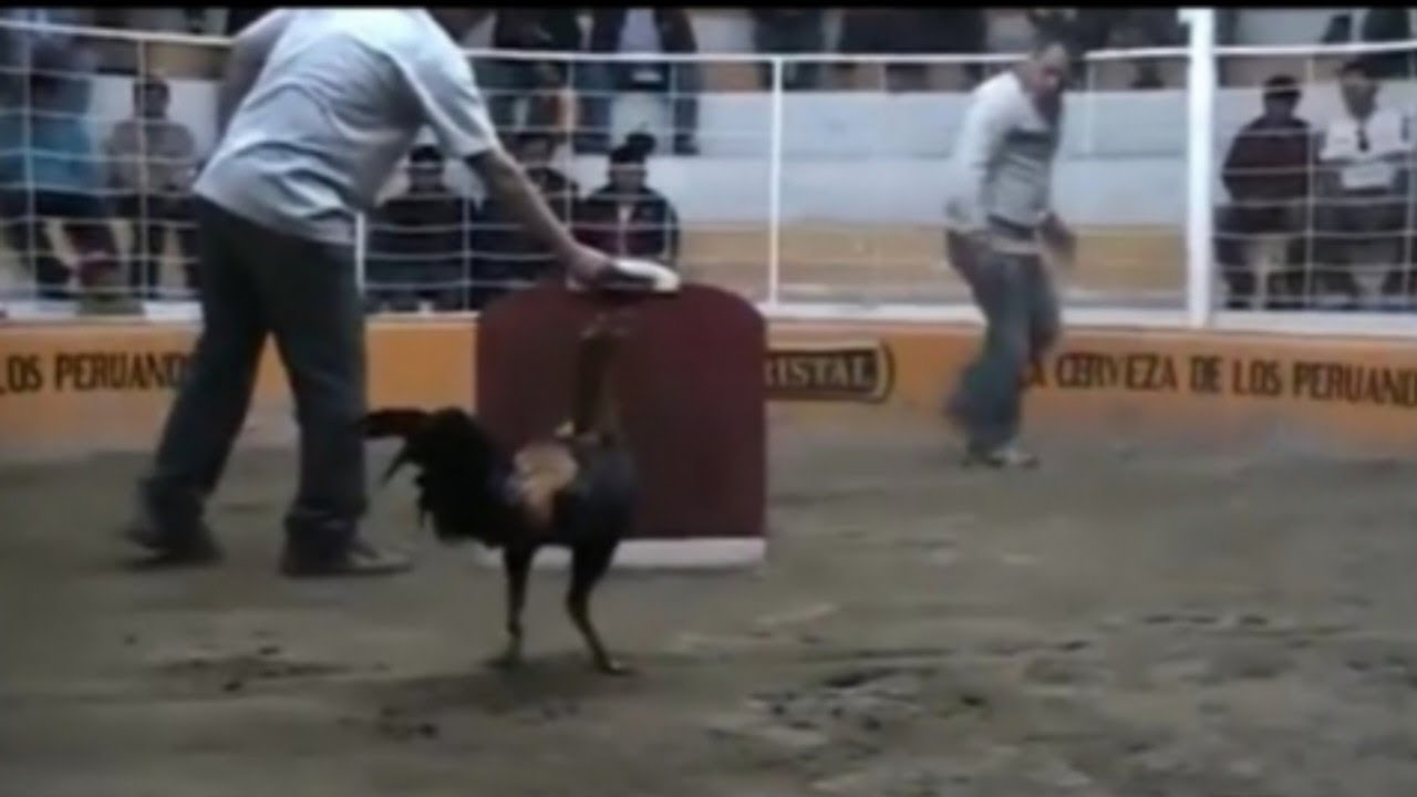 PURE PERUVIAN ZULU HENNIE BIG BREED - YouTube