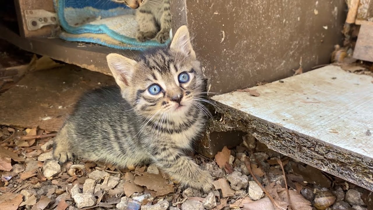 Cute Kittens living on the street. These Cats are so beautiful. - YouTube