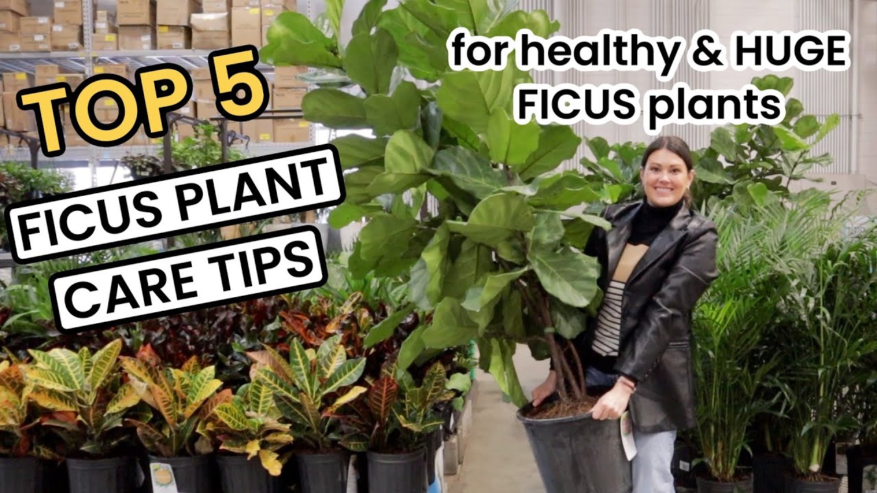 TOP 5 FICUS PLANT CARE TIPS - How To Ficus Shop, Repot, Light, Water ...
