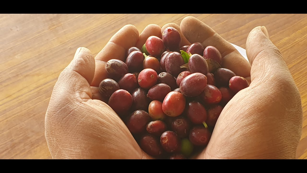 Processing Of Raw Coffee From Tree To Cup - YouTube