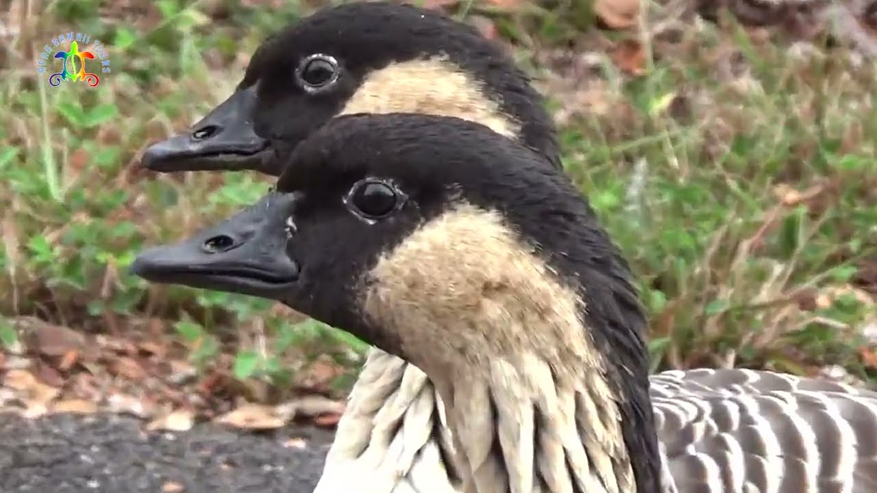 Pu'u Huluhulu Full Hike Hawaii Volcanoes National Park - YouTube