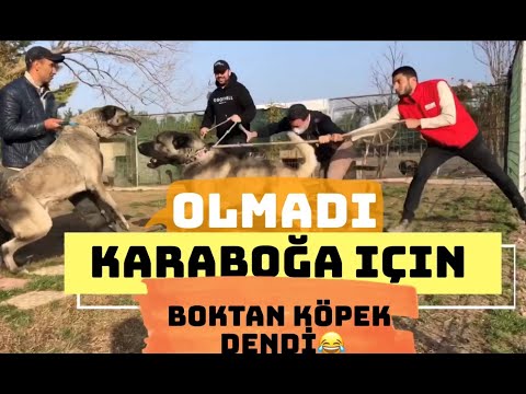 KARABOĞA İÇİN YAPILAN OLUMSUZ YORUMA SİZ NE DİYORSUNUZ