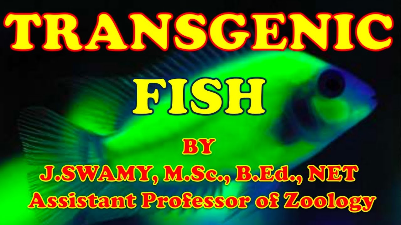 TRANSGENIC FISH - YouTube