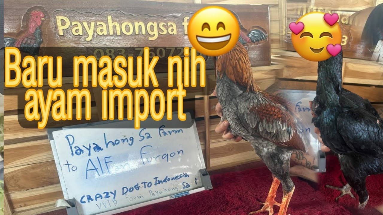 Unboxing Ayam Import Kandang Kecil Kualitas Import #thailand #ayam ...