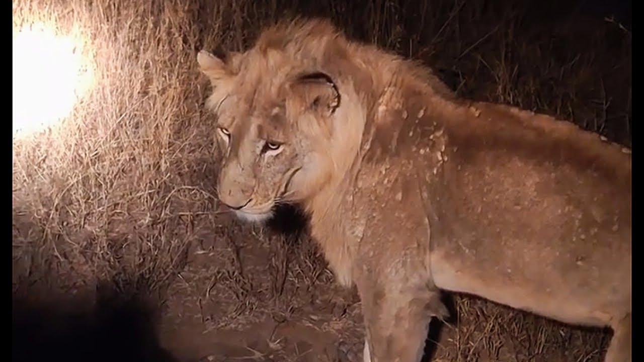 Young Monwana Male Lion cautiously trailing the Makeppies Pride ...