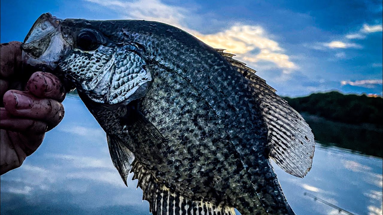 Fishing for spawning fish in crystal CLEAR water!!!! - YouTube