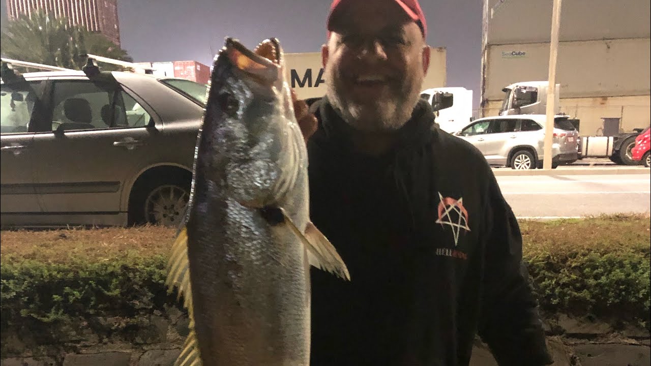 Huge catch at the Maribyrnong River Mulloway Jew fish, Footscray - YouTube