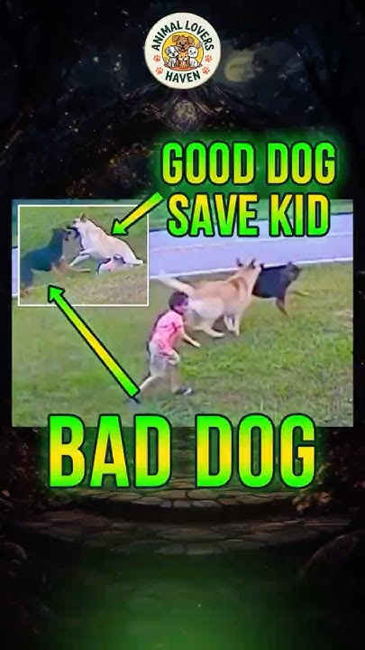 Good Dog & Bad Dog #dog #animals - YouTube