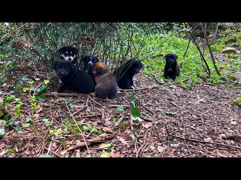 Yaş Mamayı Görene Kadar Hırlayan Yavru Köpek