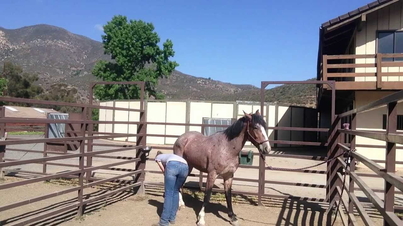 Leo Day 21 groom, feet and tacked MUSTANG MILLION MUSTANG CHALLENGE ...