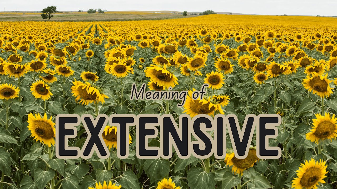 What is the meaning of Extensive? - YouTube