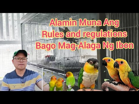 Alamin Muna Ang Mga Rules and Regulations... Bago Mag-Alaga Ng Ibon ...