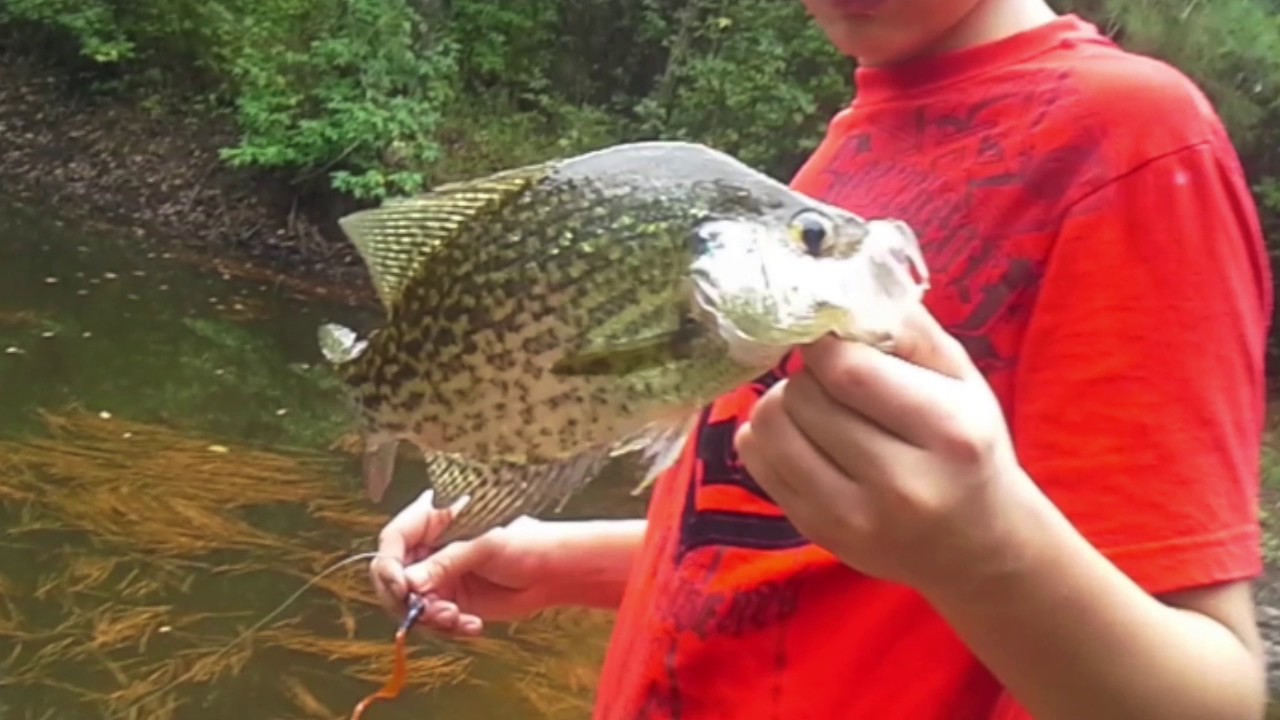 biggest crappie ever!!! - YouTube