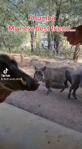 Phumba in real life - YouTube