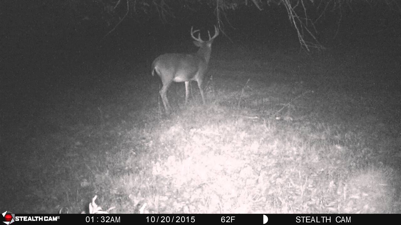 Trail Camera Massive Buck, (stealth cam with audio) - YouTube