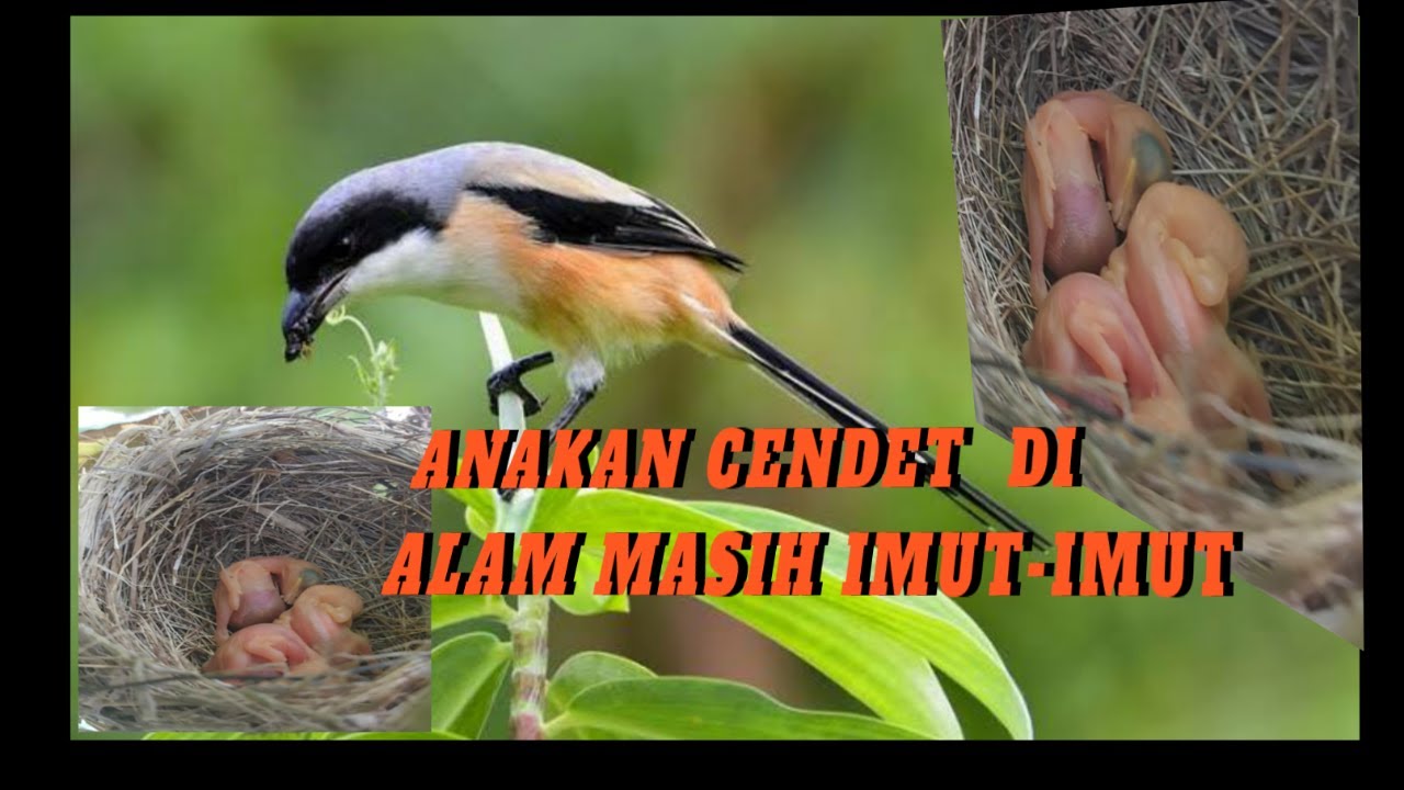 Anakan cendet dialam liar. #shorts - YouTube