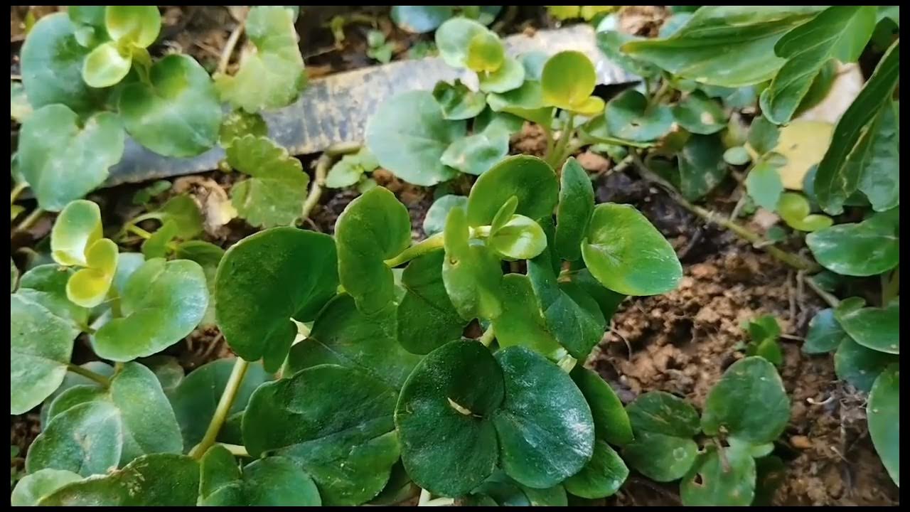 hnub 10/6/2023/coj nej nrog kuv mus saib kuv Niam qhia tus tshuaj yeeg rau peb os - YouTube