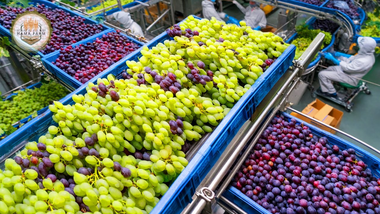 How to Process Thousands Of Tons Of Fruits And Vegetables In A ...