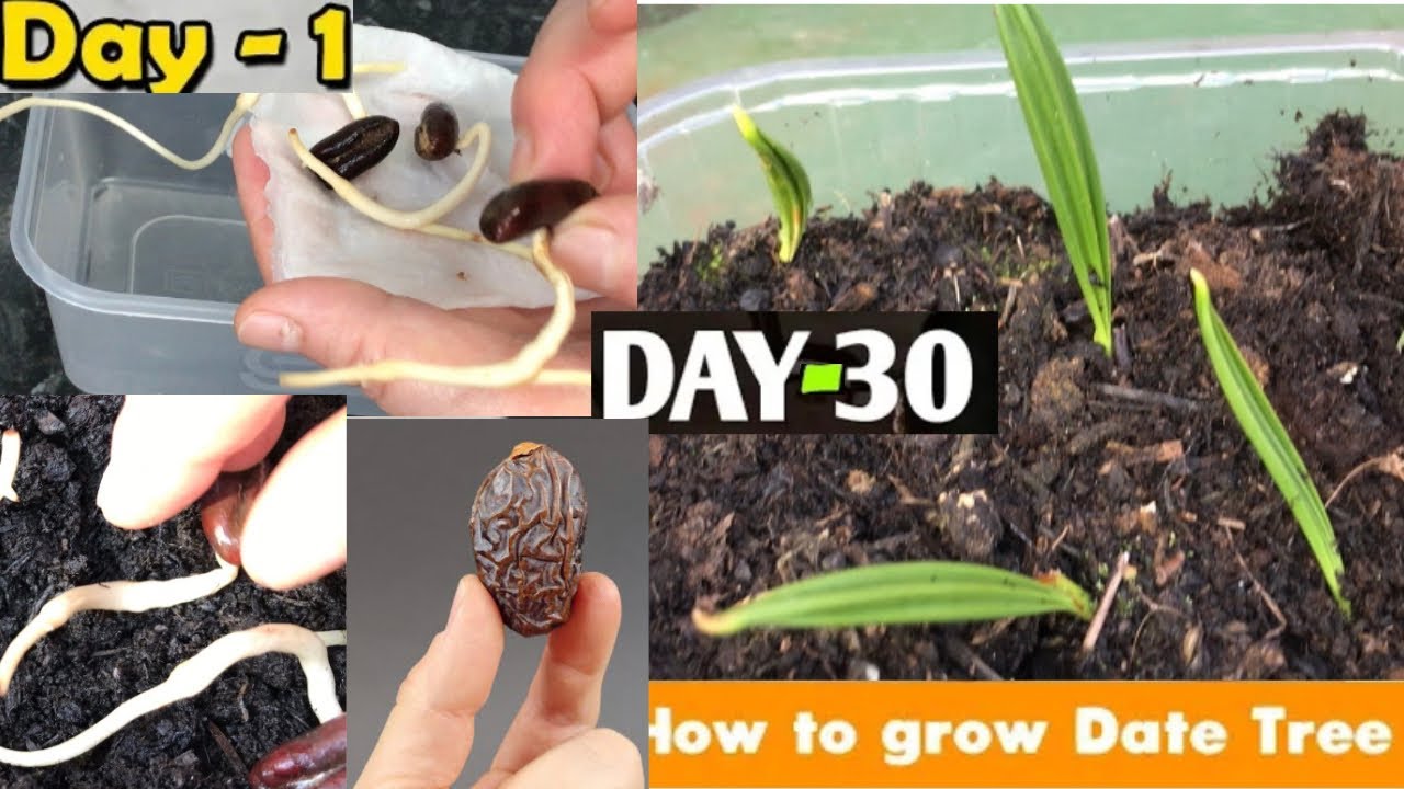 How to Grow Dates Palm Tree From Seeds || 100% Success - YouTube