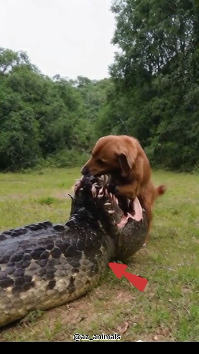 Dog vs Giant Anaconda #shortsvideo #viralvideo #fyp #shorts #short ...