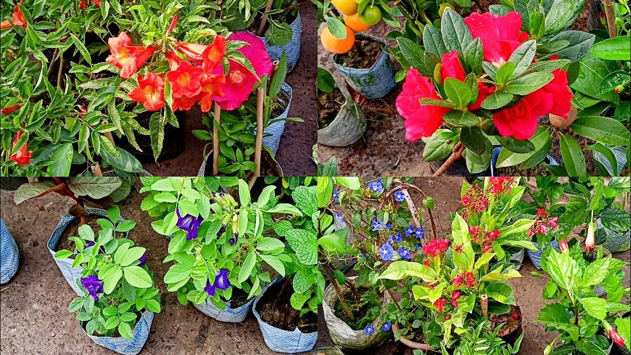 Dutta Priya Plant Tecoma Plant Aparajita Plant Azalia Plant Red Guava ...