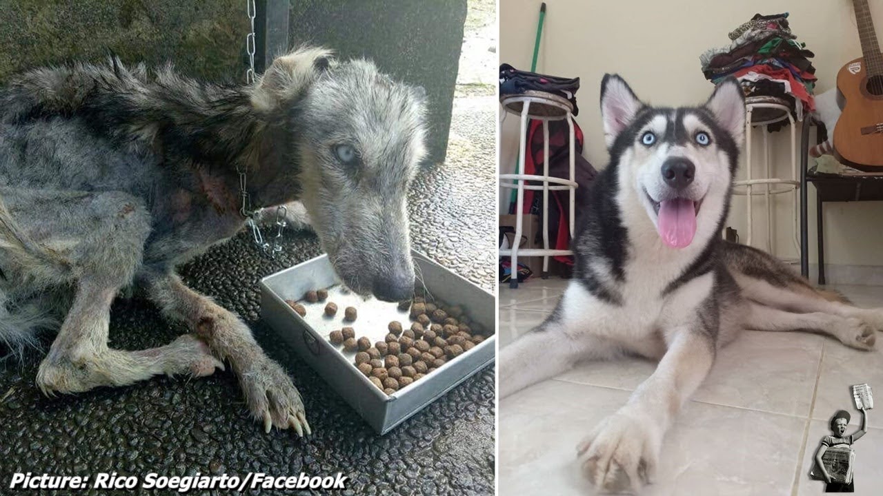 Abandoned skeletal Husky is unrecognisable 10 months later - YouTube