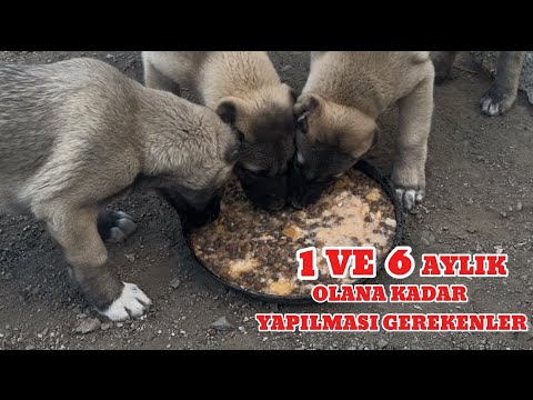YAVRU KANGALLARIN BAKIMI NASIL OLMALI. YAVRULARIN SAĞLIKLI BÜYÜTMENİN YOLU?