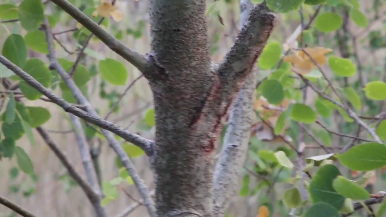 1 of 7 How to ☠Kill ☠ Oyster Shell Scale on Aspen 🌲 Trees🌲 - YouTube