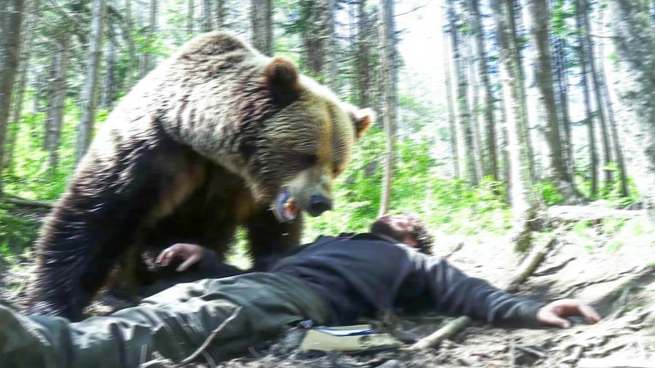 Oso Grizzly ATACA Trabajador Forestal Durante Inspección de Campo el 20 ...