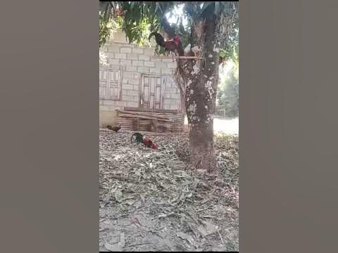 saib qaib dib qua zoo nawb dib tuaj zoo heev nawb - YouTube