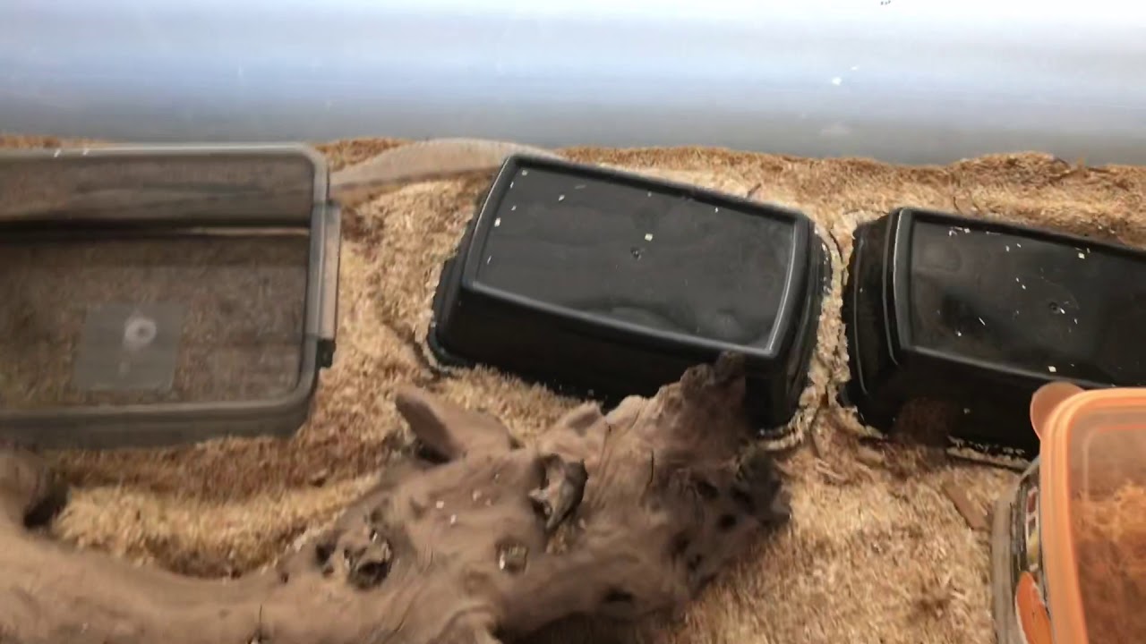 Another successful Bull Snake Shed - YouTube