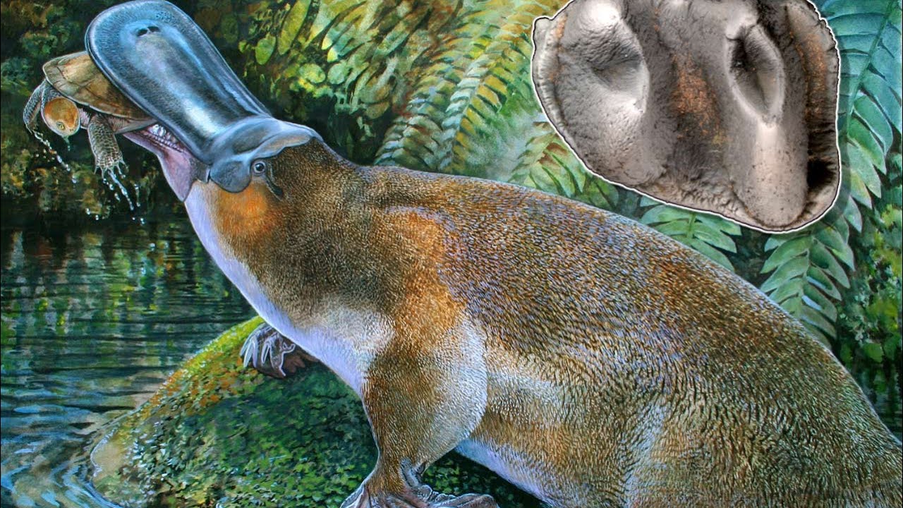 Evolution of the Platypus - YouTube